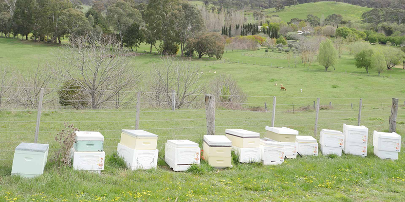 Our Story – The 3 Bees